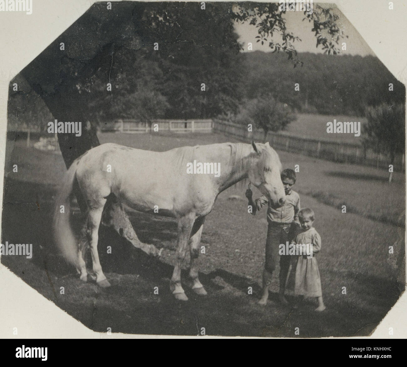 Old billy horse hi-res stock photography and images - Alamy