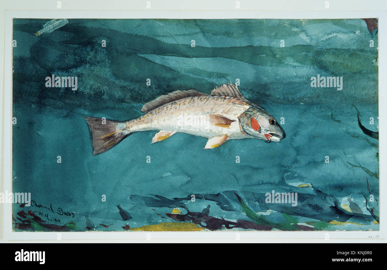 A channel bass, a type of fish, illustrating the biodiversity of ...