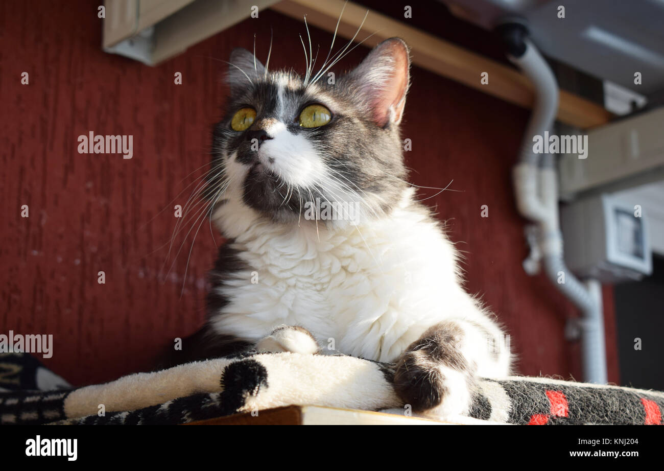 Laying out in sun hi-res stock photography and images - Alamy