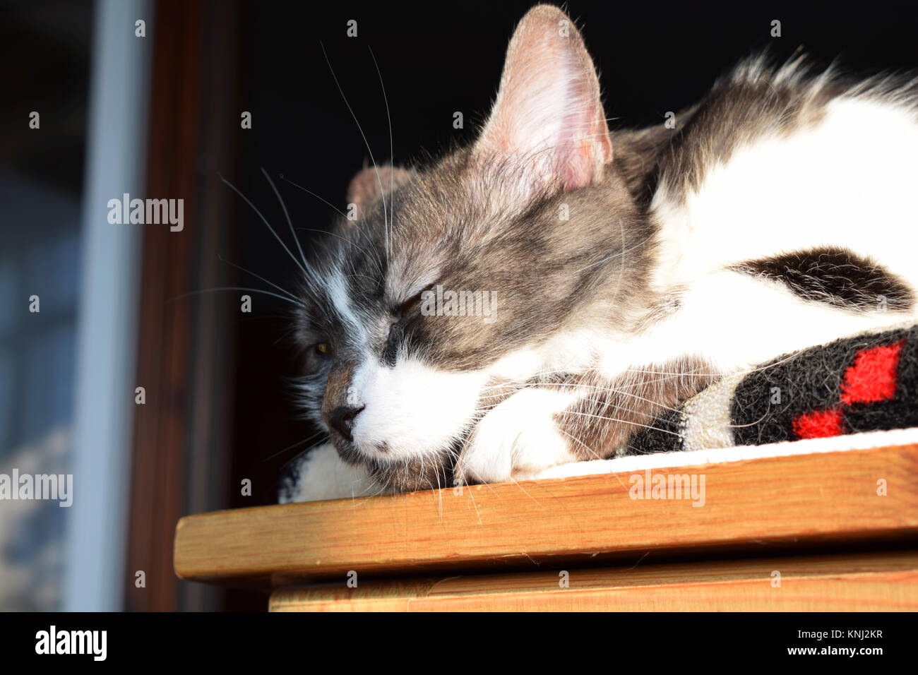 Cat sleeping in sun on hi-res stock photography and images - Alamy