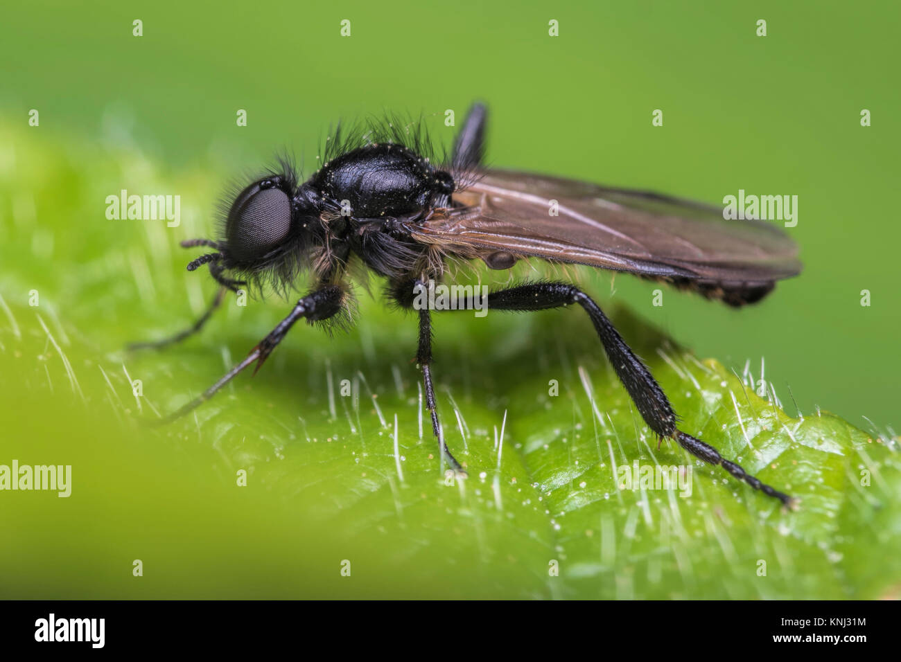 St Mark's fly (Bibio marci) resting on a leaf in woodland. Cahir ...
