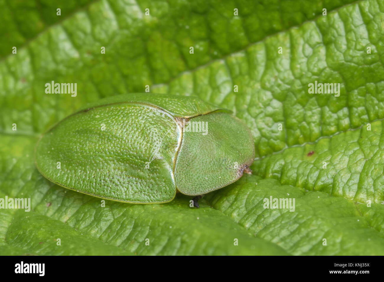 Camouflaged insects hi-res stock photography and images - Alamy
