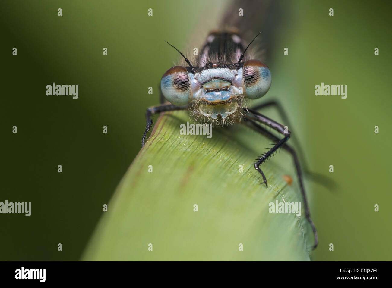 Damselflies ireland hi-res stock photography and images - Alamy