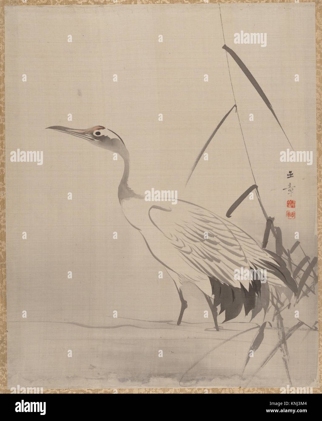 Crane among reeds High Resolution Stock Photography and Images - Alamy