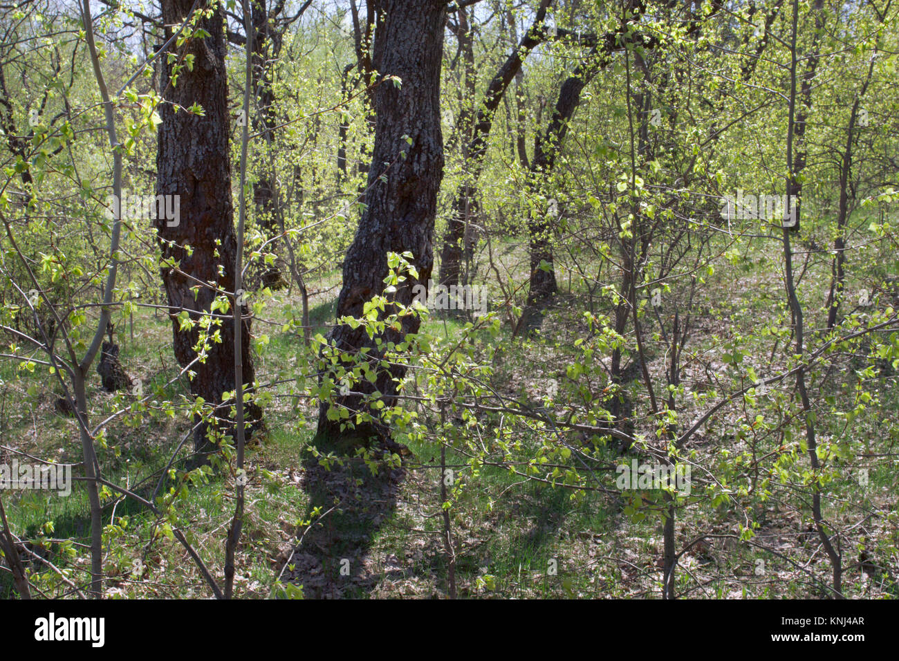 Oak Tree Grove High Resolution Stock Photography and Images - Alamy
