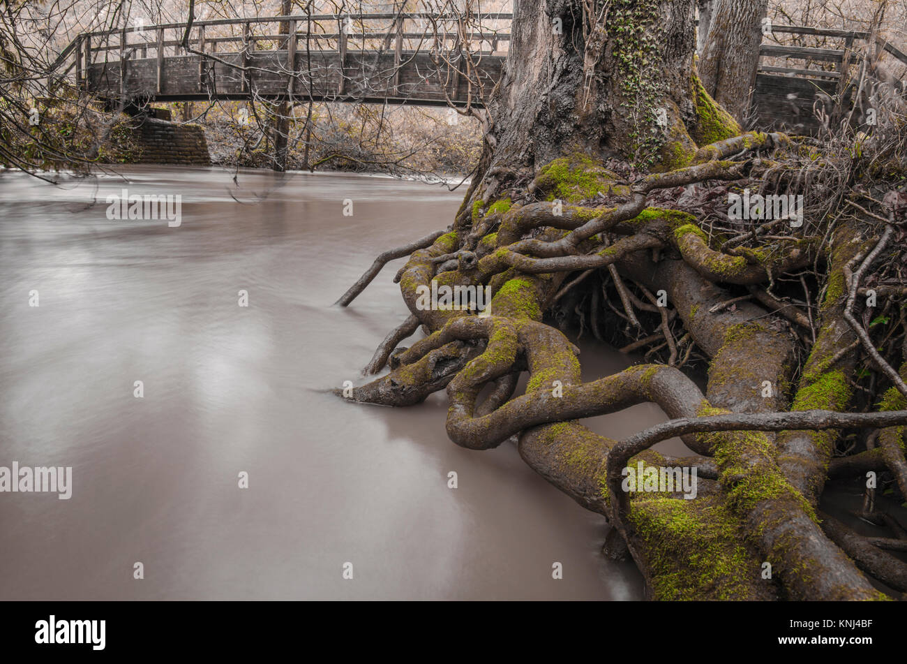 Wooden bridge over swollen river with tree root leading lines Stock ...