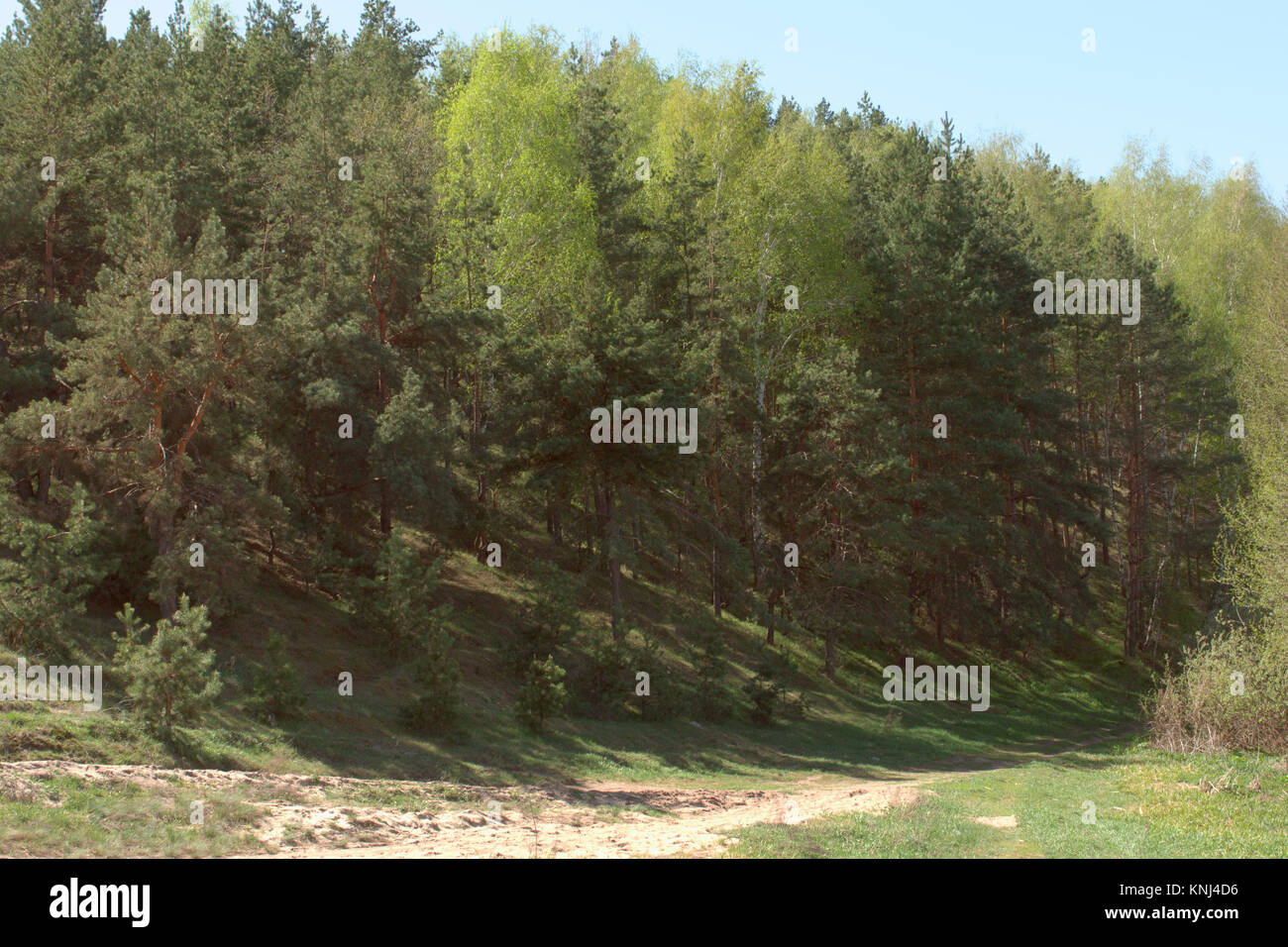 margin of a mixed forest. Trees growing on a steep slope Stock Photo ...