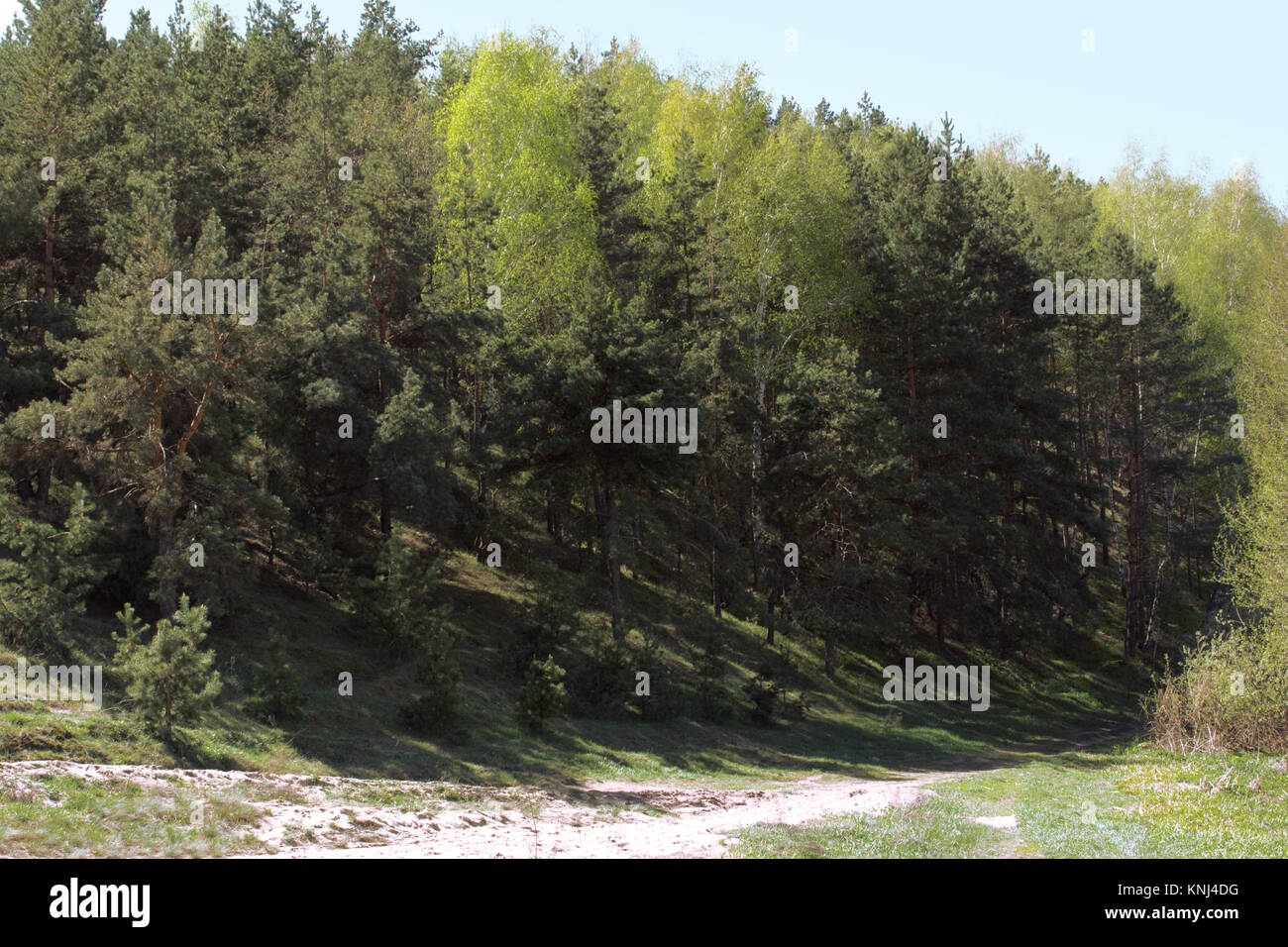 margin of a mixed forest. Trees growing on a steep slope Stock Photo ...