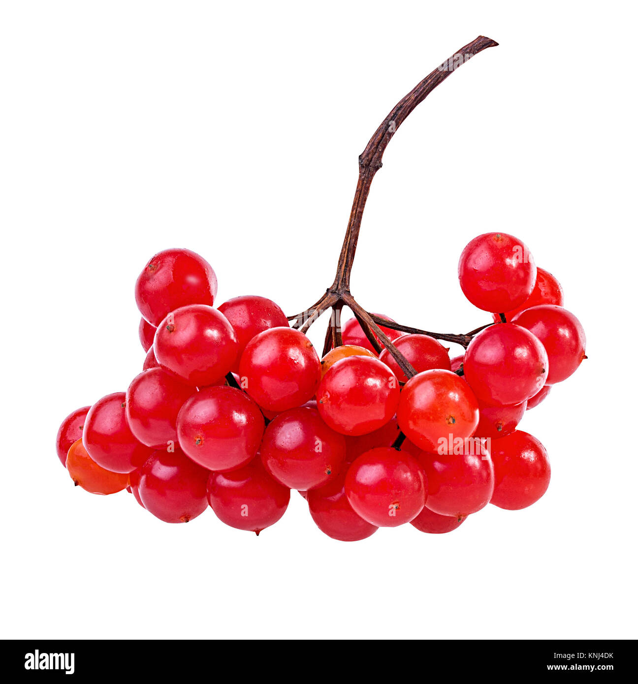 Bunch of viburnum berries hi-res stock photography and images - Alamy