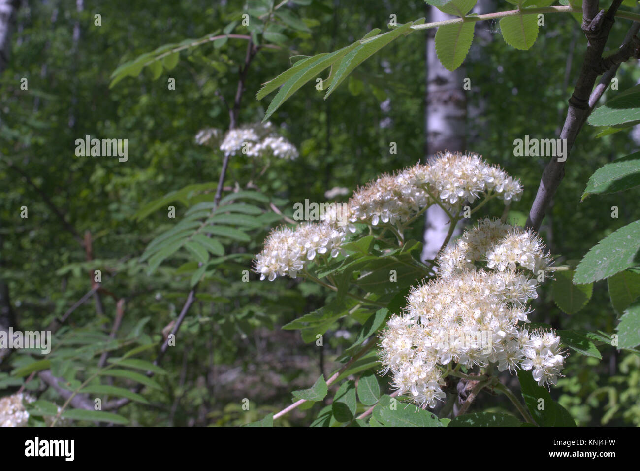 The ash grove hi-res stock photography and images - Alamy