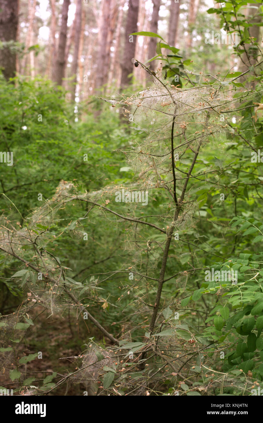 spindle tree in deep wild forest, entangled by caterpillars of codling ...