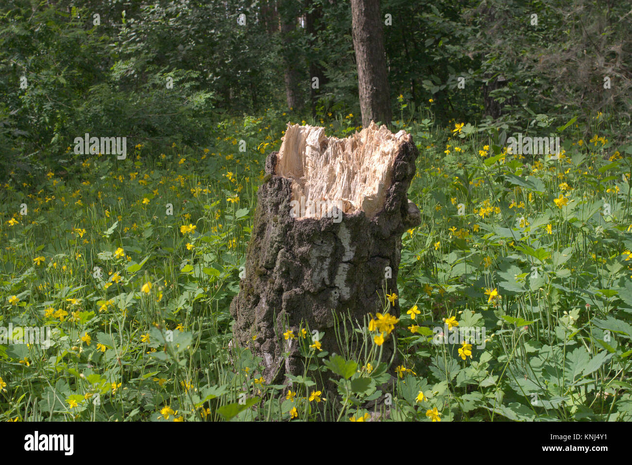 stump, remaining from oak, that was broken by the wind in the woods ...