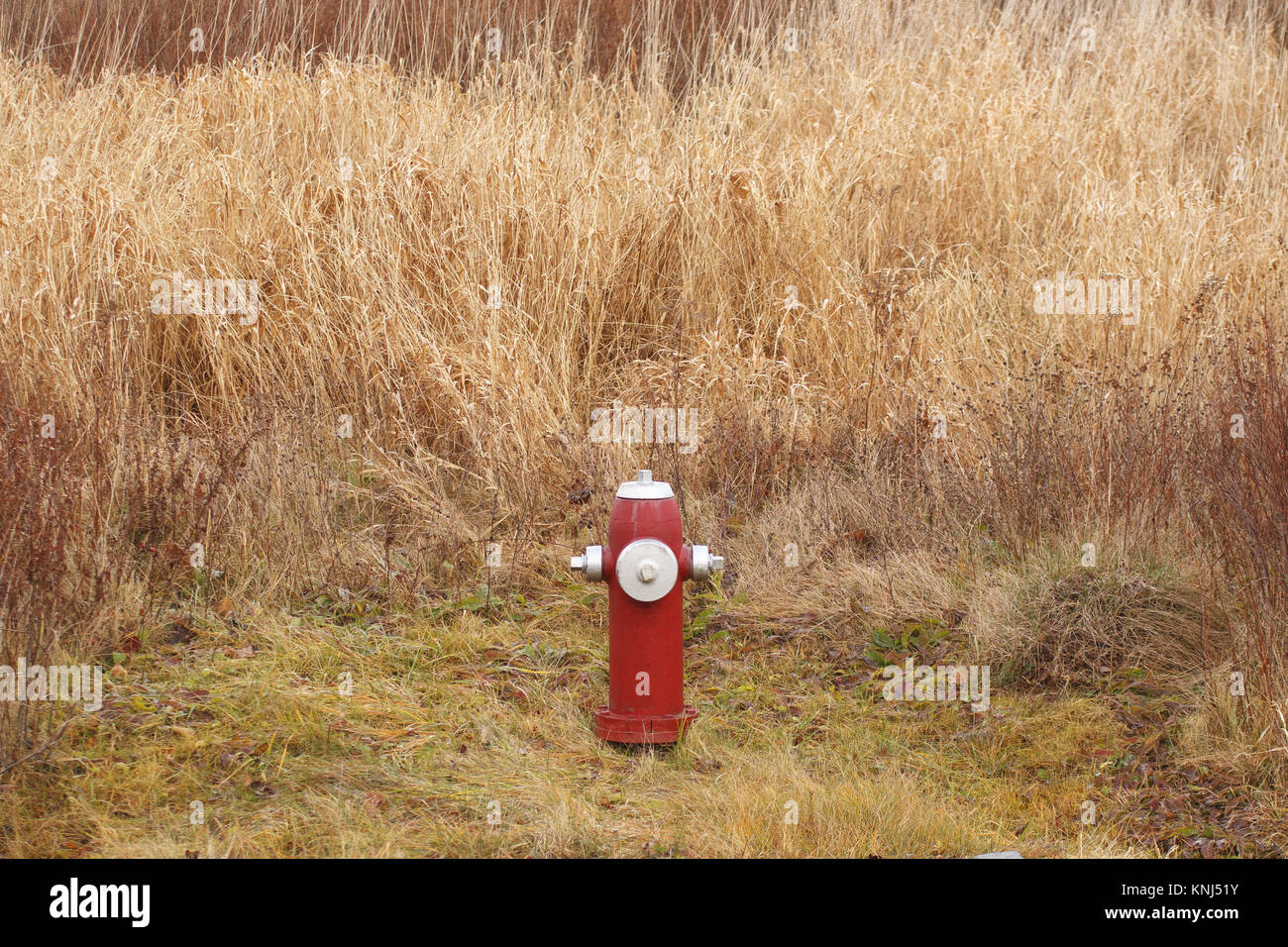 Fire hydrant in tall grassy area Stock Photo - Alamy