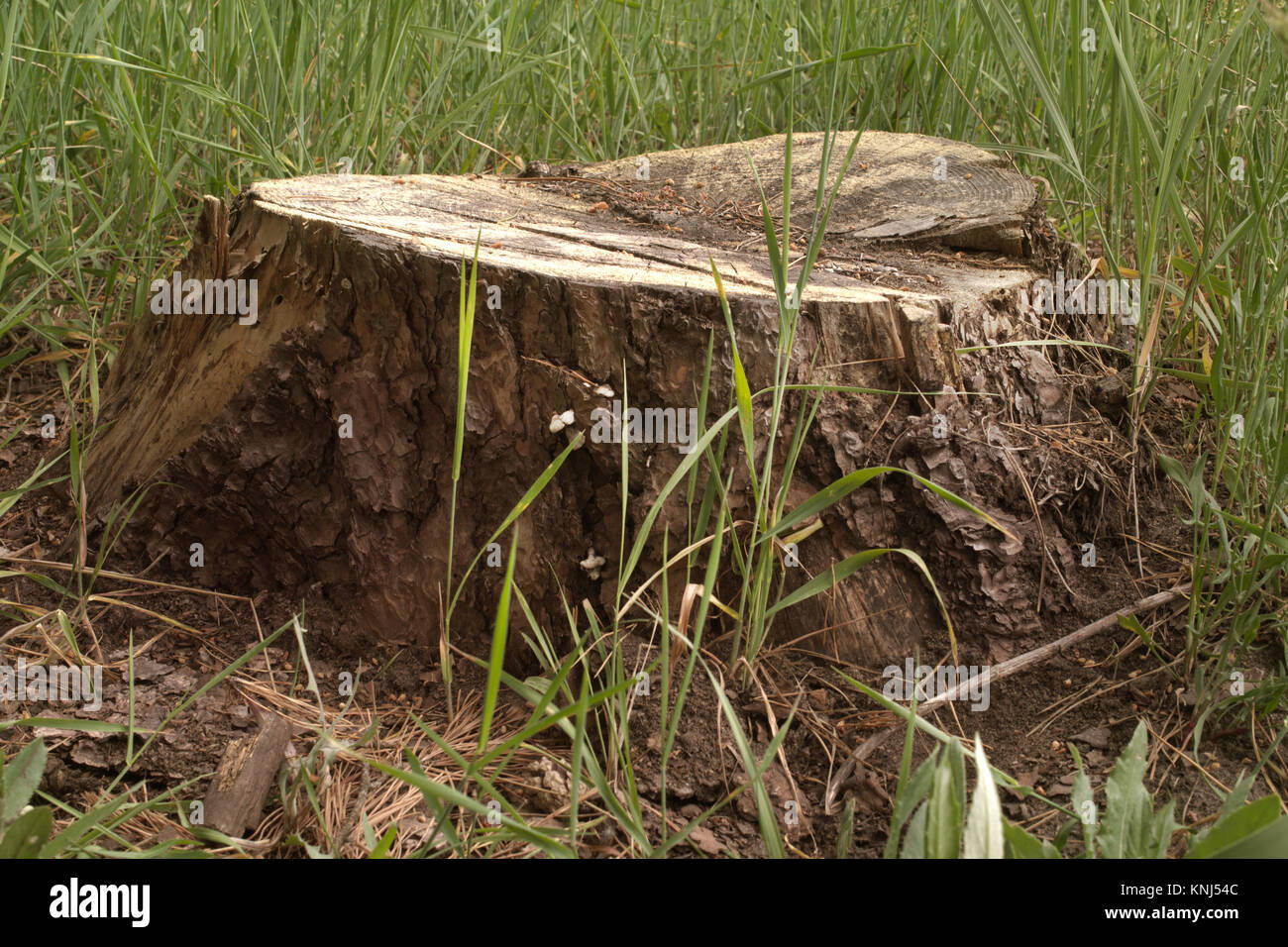 pine stump closeup. Fresh saw cut and bark is in excellent condition ...