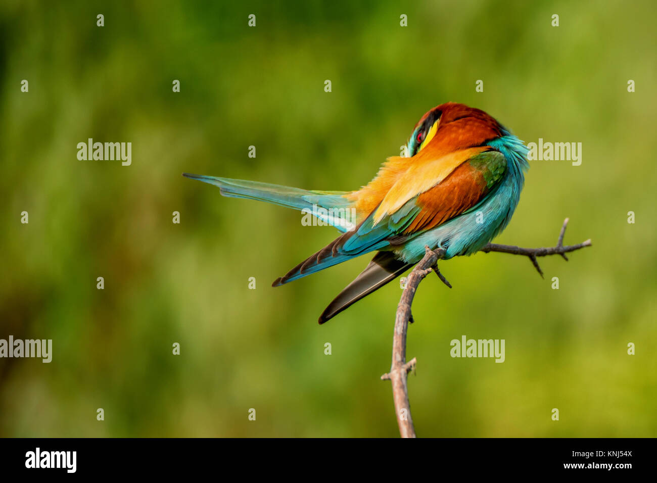 Exotic colorful tropical bird Stock Photo - Alamy