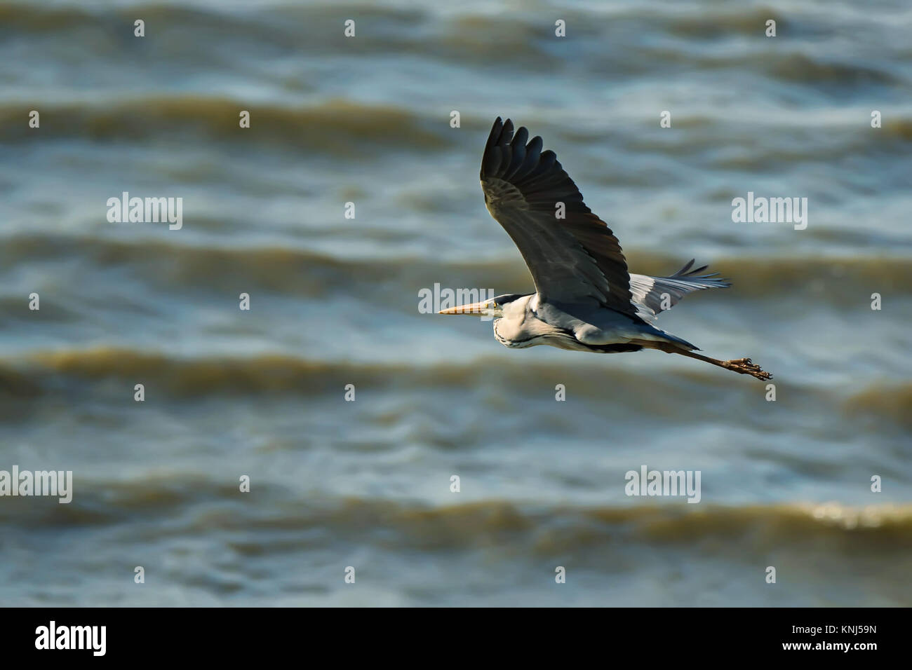 Grey heron flying Stock Photo - Alamy