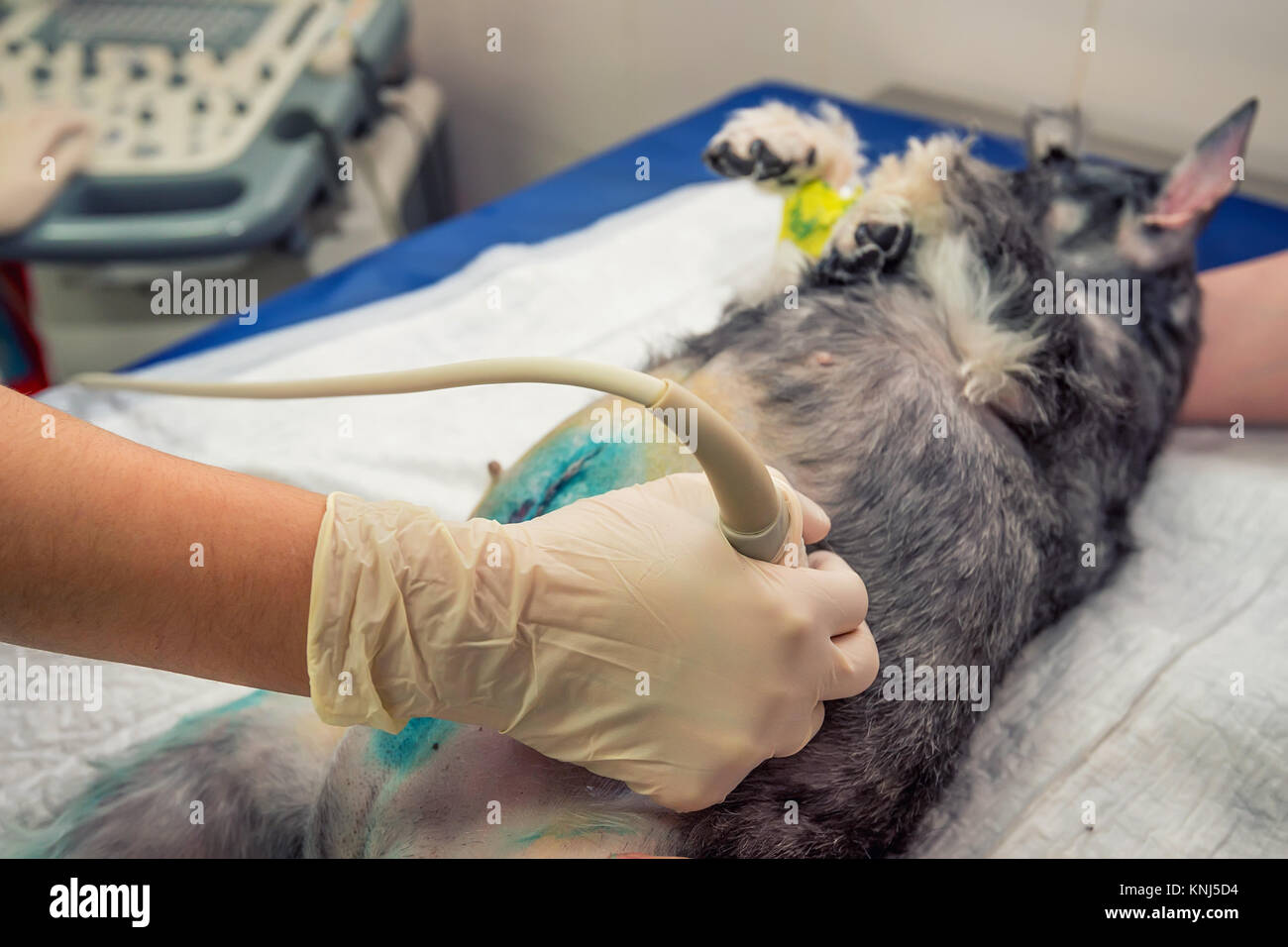 Dog having ultrasound scan in vet clinic Stock Photo - Alamy