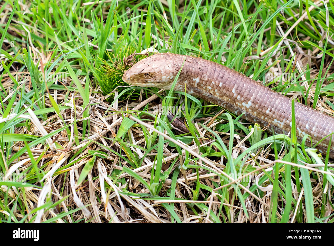 Sheltopusik legless lizard or Pseudopus apodus Stock Photo - Alamy