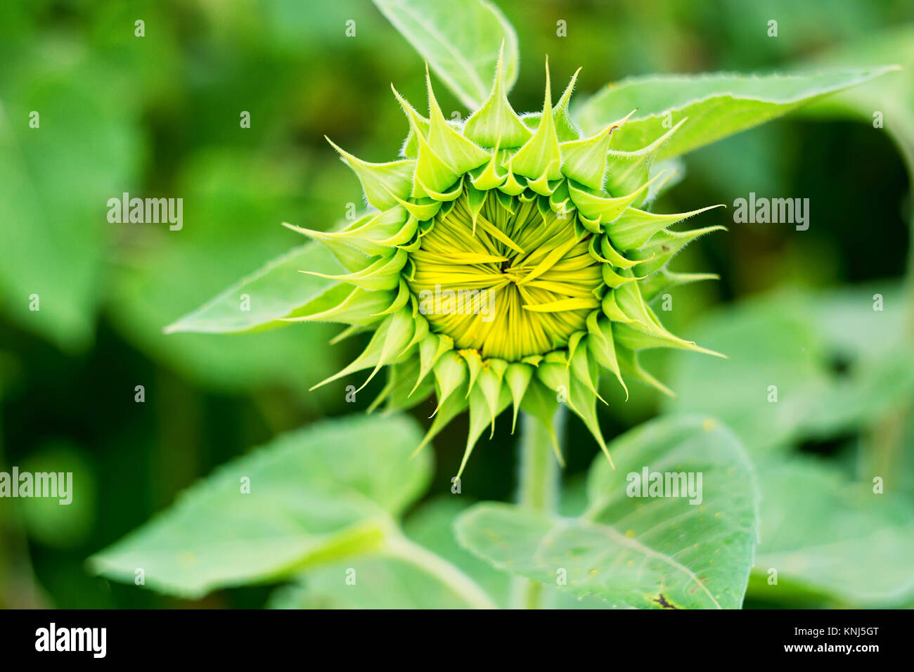 Single bud of sunflower Stock Photo - Alamy