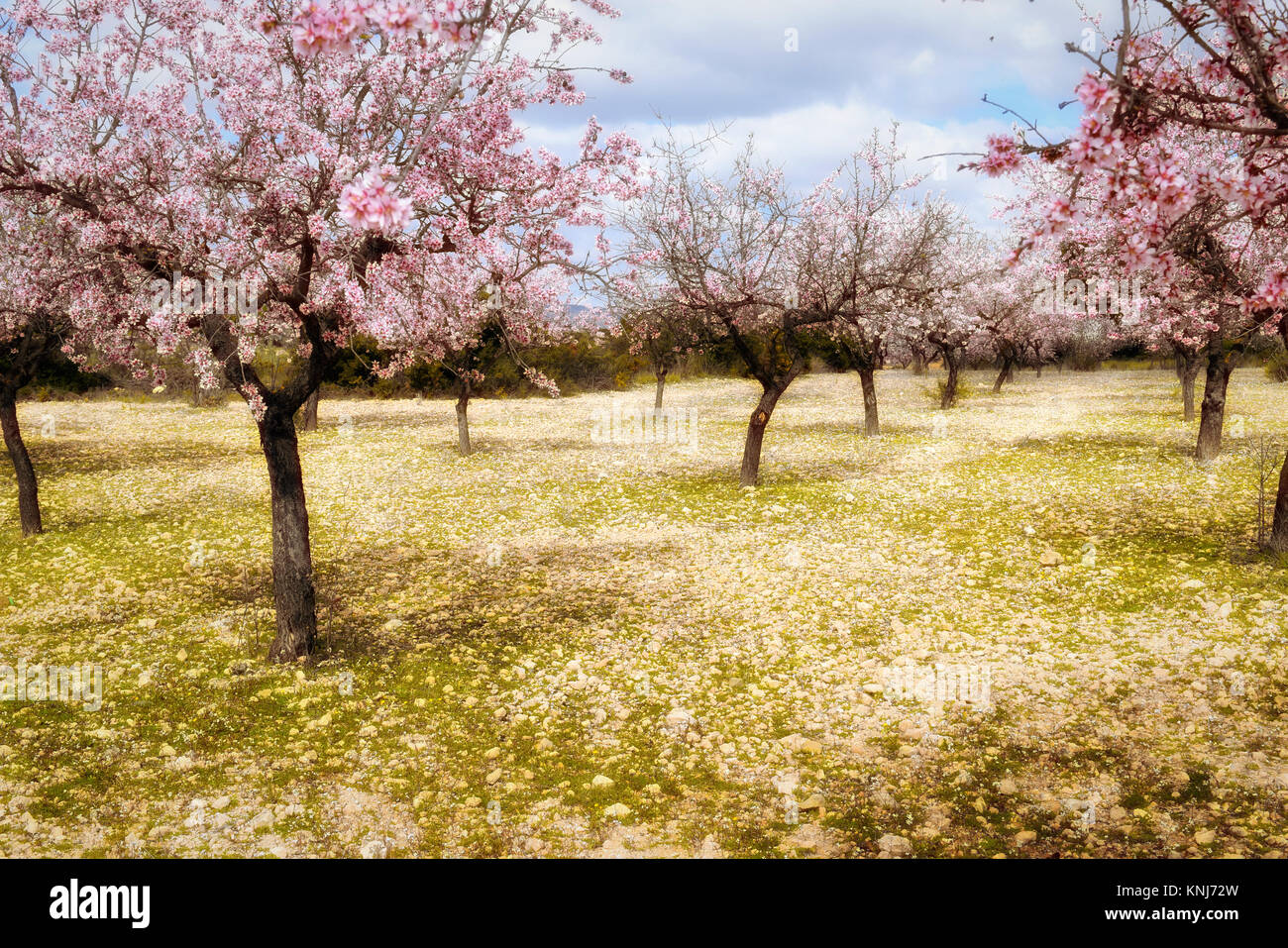 Fairy tale landscape, almond trees in pink blossom Stock Photo - Alamy