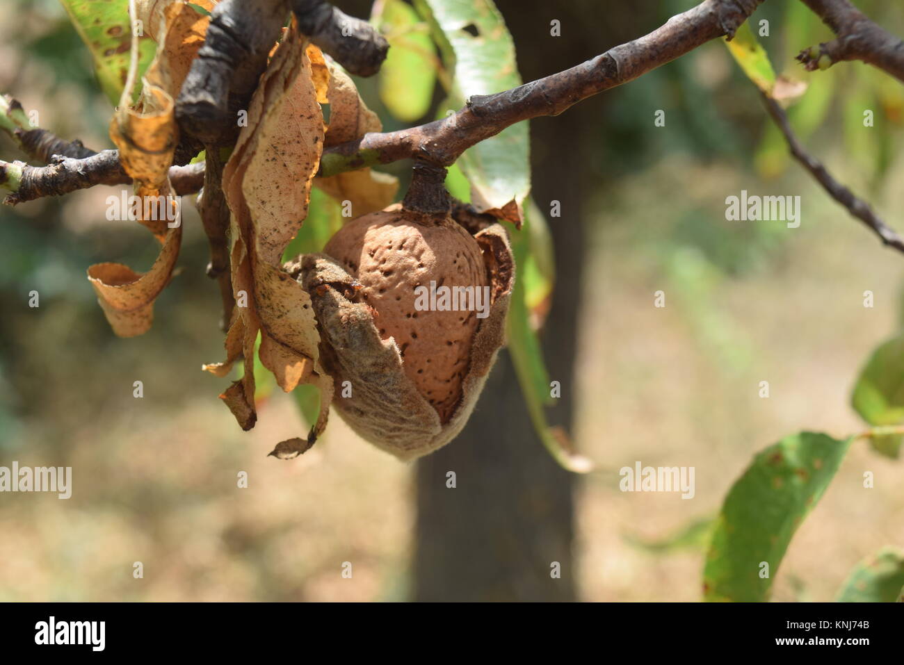 Almond harvest hi-res stock photography and images - Alamy
