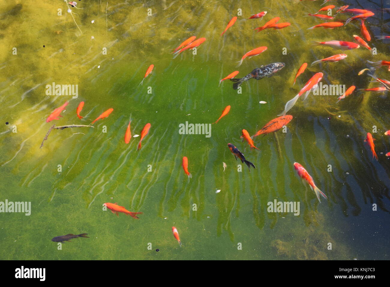Free swimming fish hi-res stock photography and images - Alamy