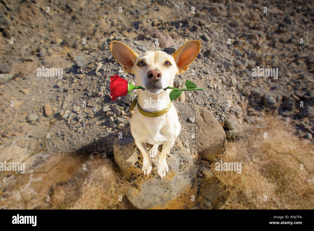 Podenco chihuahua hi-res stock photography and images - Alamy