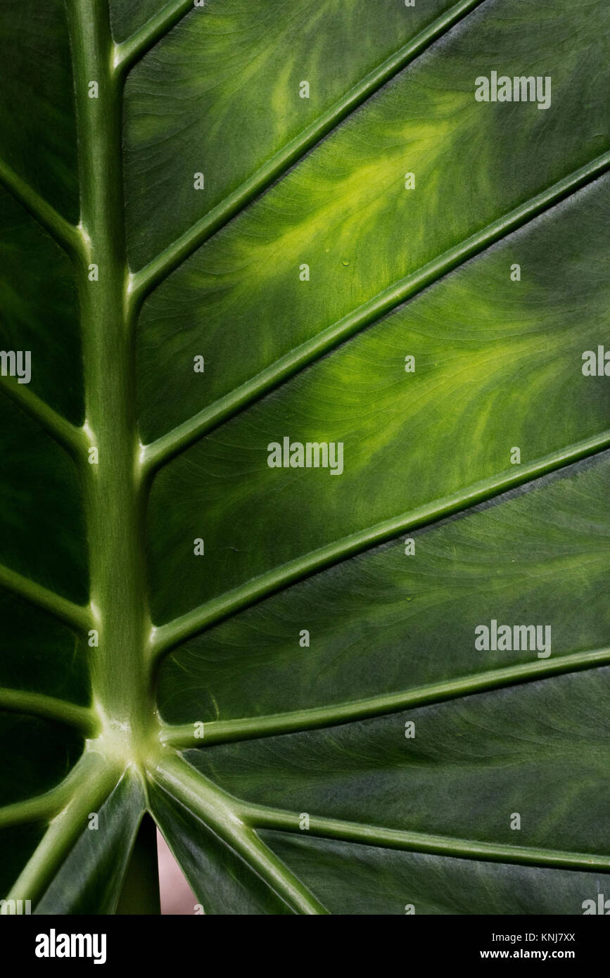 Midrib hi-res stock photography and images - Alamy