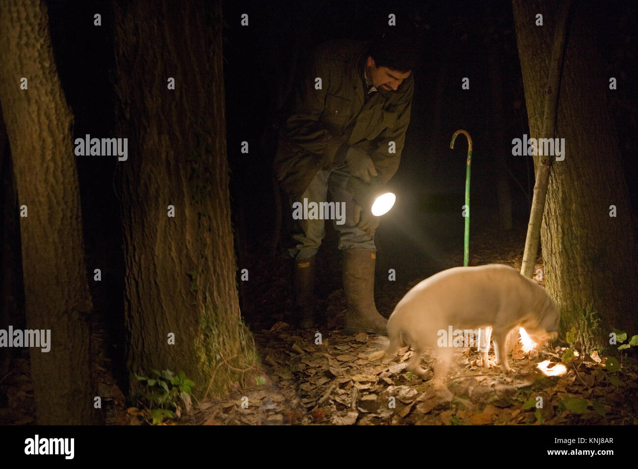 The white truffle from Alba, Italy. The truffle-harvester searching for ...