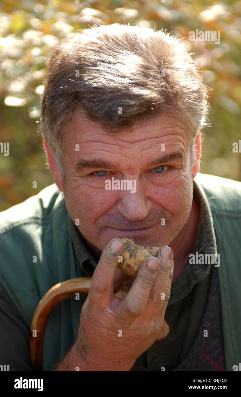 The white truffle from Alba, Italy. The truffle-harvester, trufulau in ...