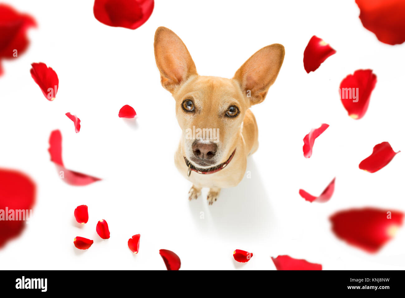 chihuahua podenco dog in love for happy valentines day with petals and ...