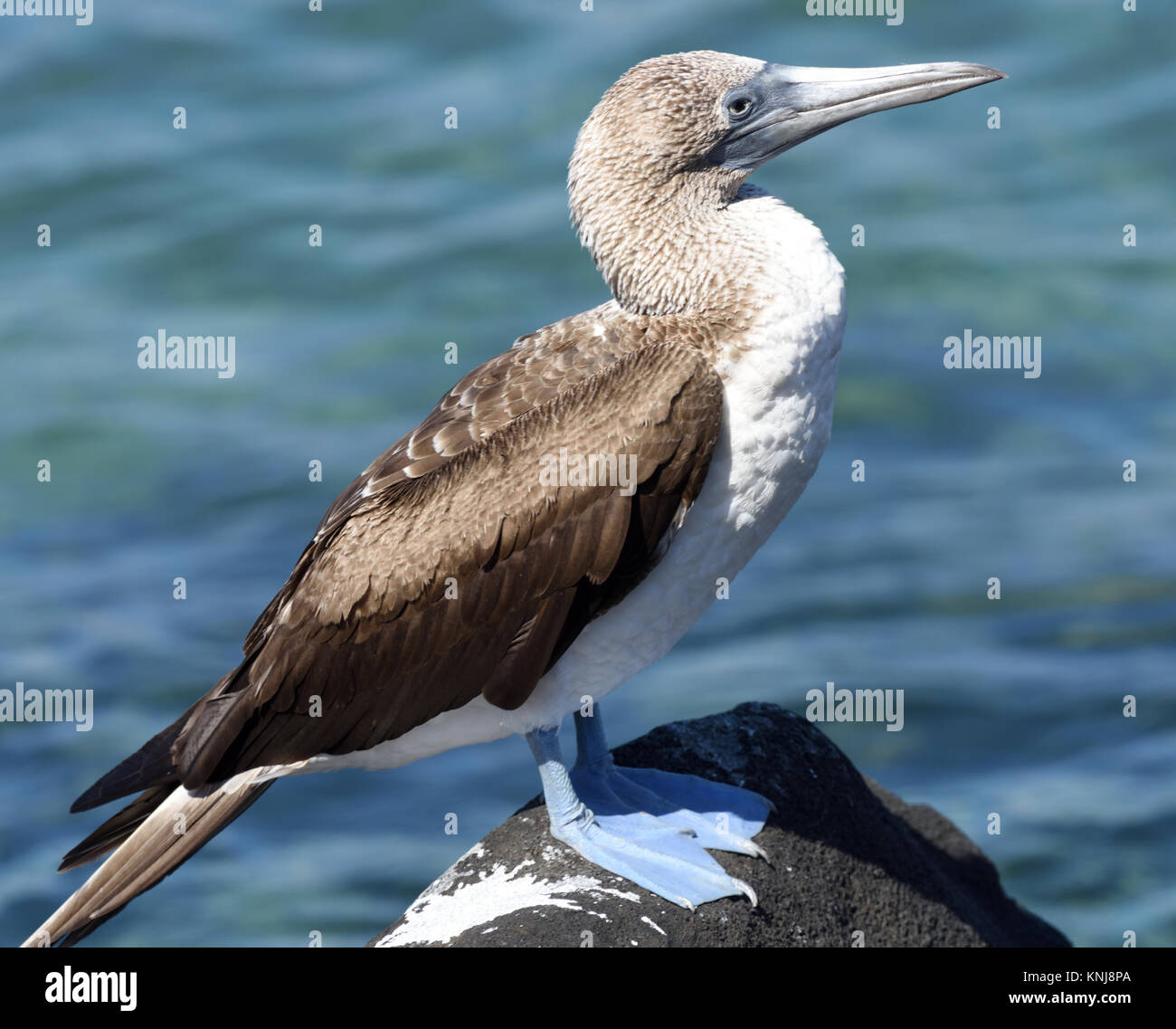 A blue-footed booby (Sula nebouxii) standing on a rock. Puerto ...