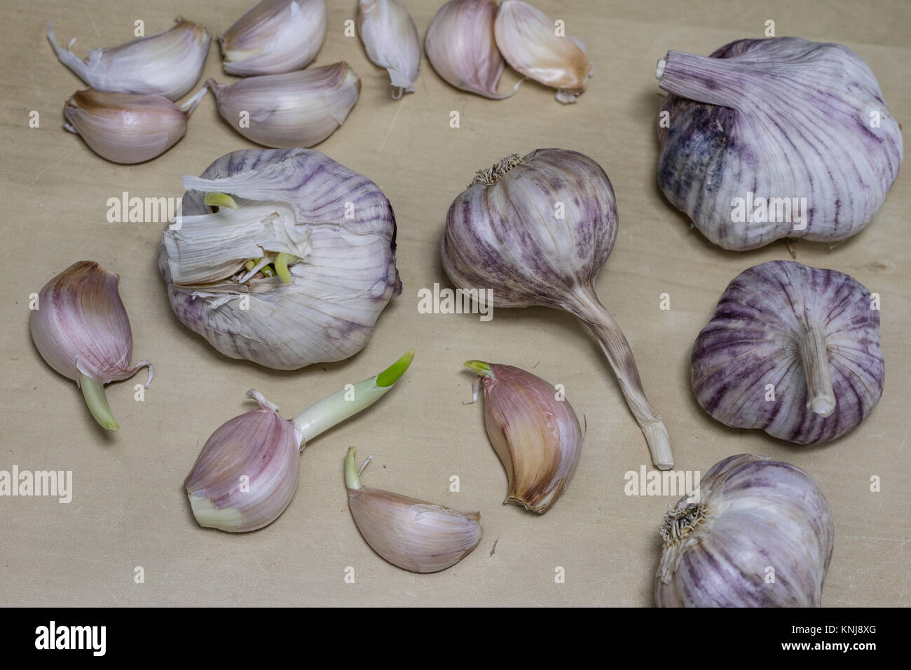 Sprouting cloves of garlic on a wooden table. Garlic with young sprouts ...