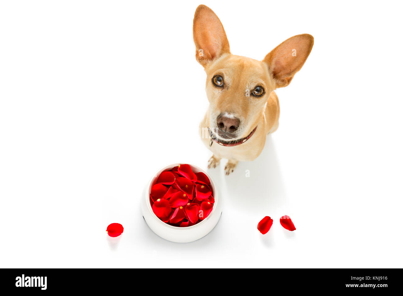 chihuahua podenco hungry dog in love for happy valentines day with ...