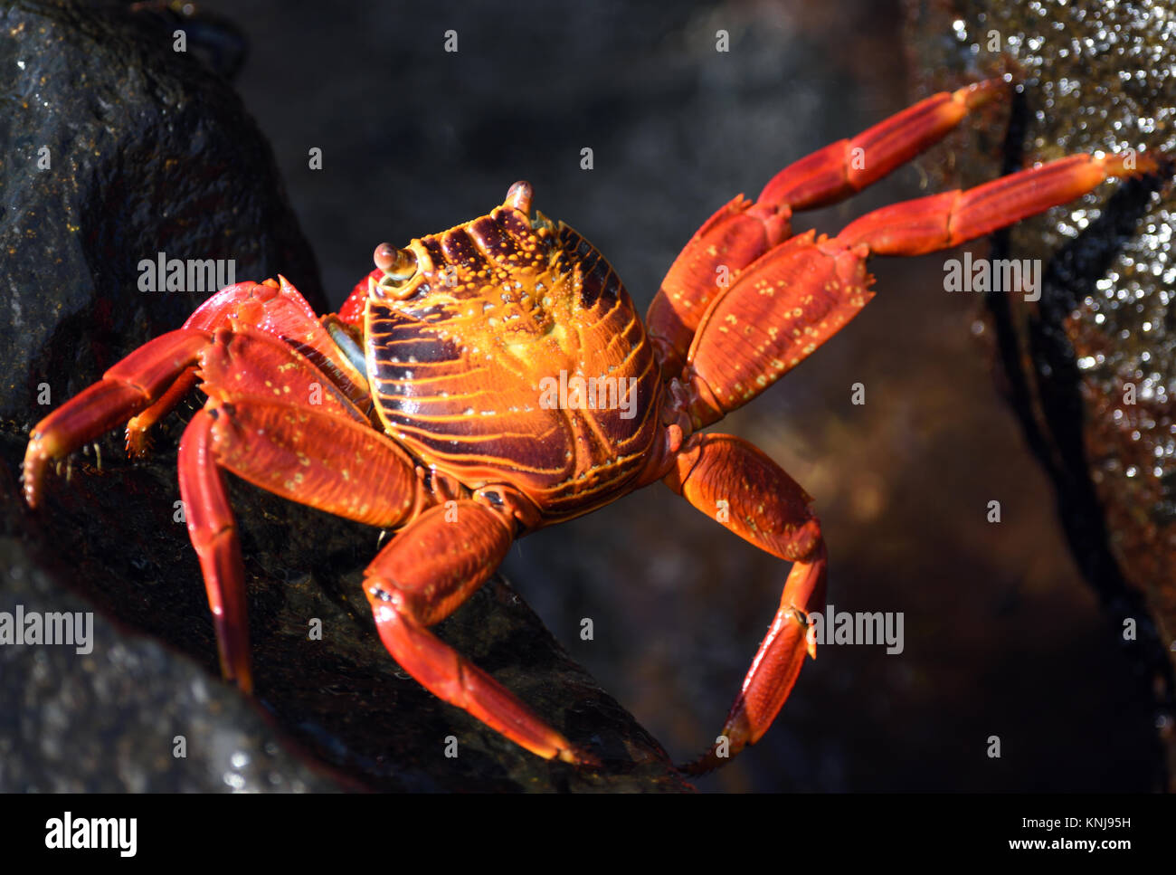 Sally Lightfoot Crabs (Grapsus grapsus) on wave washed rocks. Puerto ...