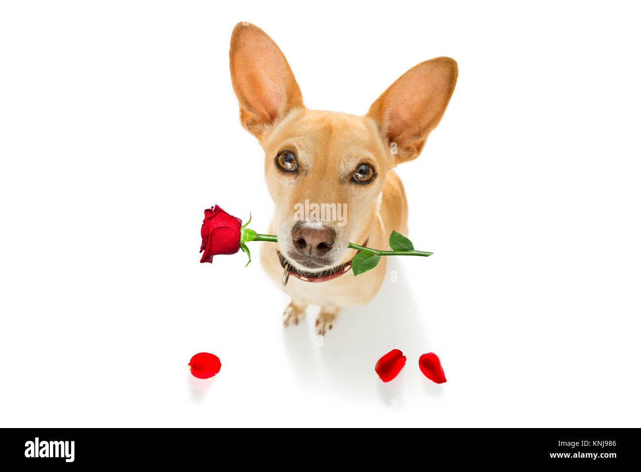 chihuahua podenco dog in love for happy valentines day with petals and ...