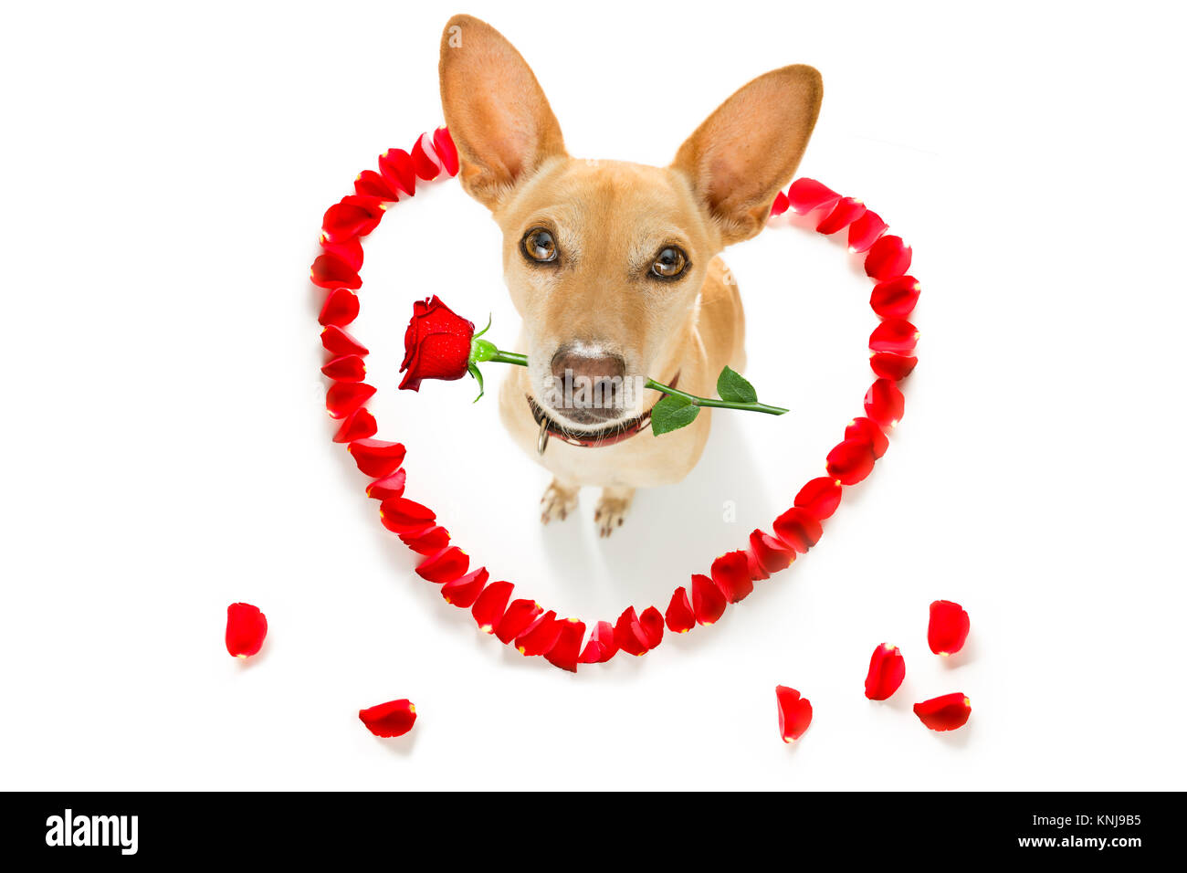 chihuahua podenco dog in love for happy valentines day with petals and ...