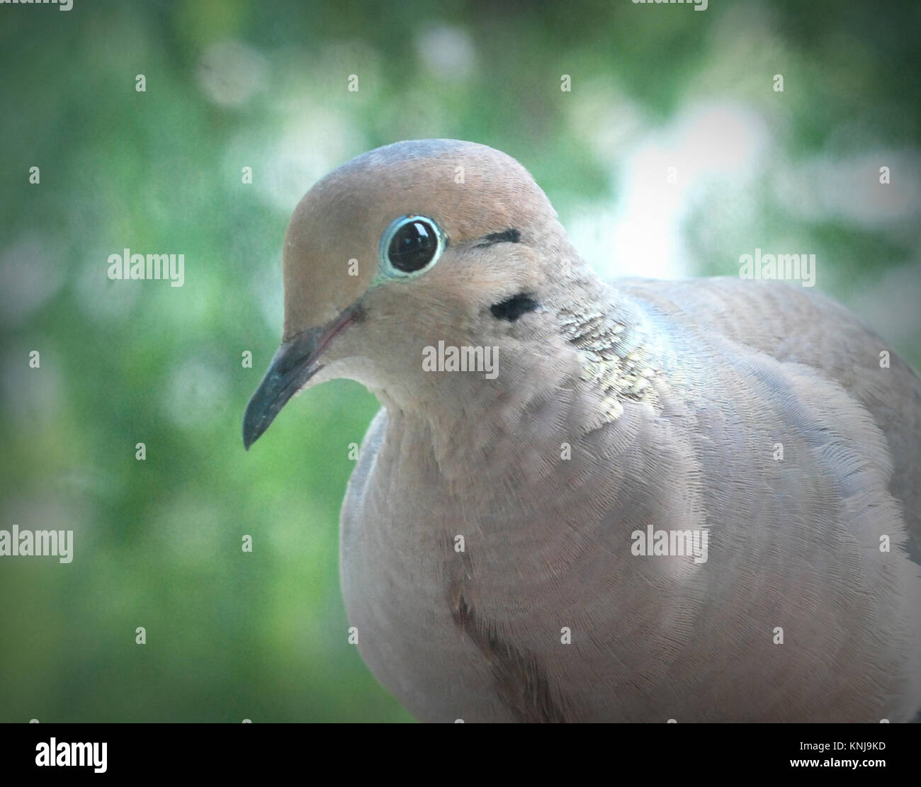 Close up portrait of a Mourning Dove Stock Photo - Alamy