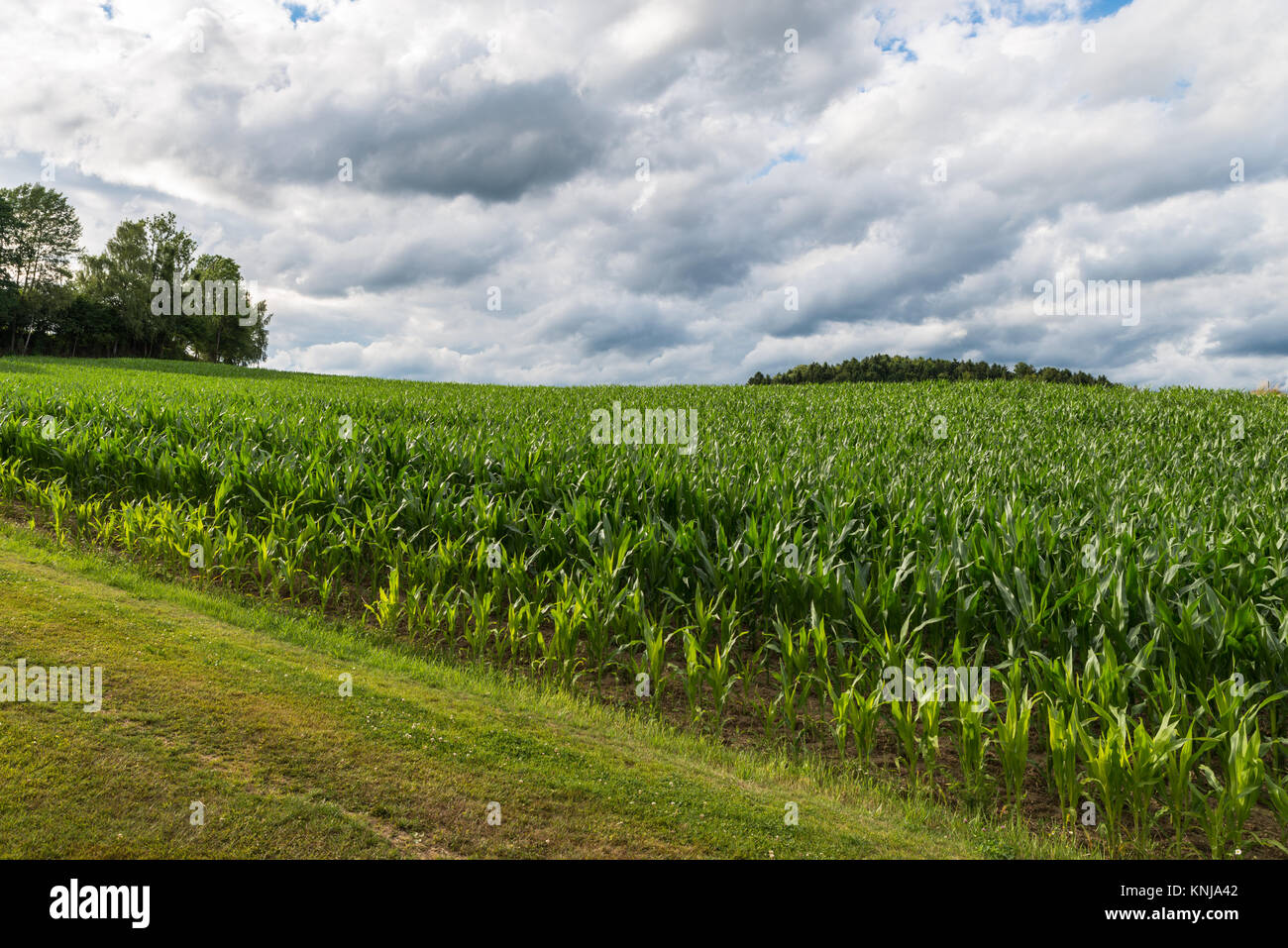 Landscape of Bavarian forest with meadow and corn field, Germany Stock ...