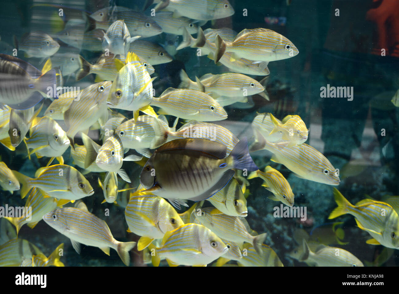 School of fish swimming in a aquarium Stock Photo - Alamy