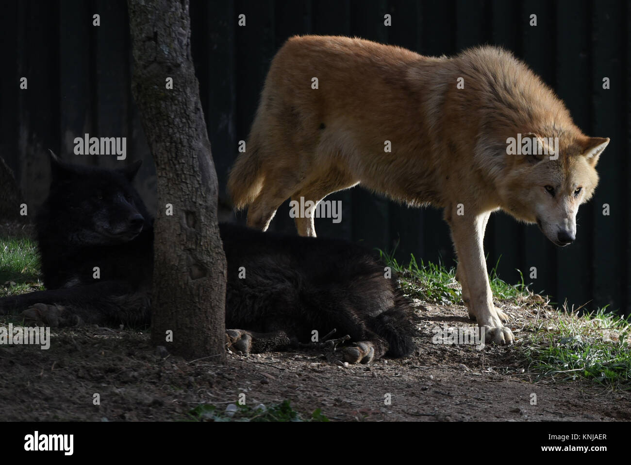 Madrid, Spain. 11th Dec, 2017. Two Grey wolves pictured during his firt ...