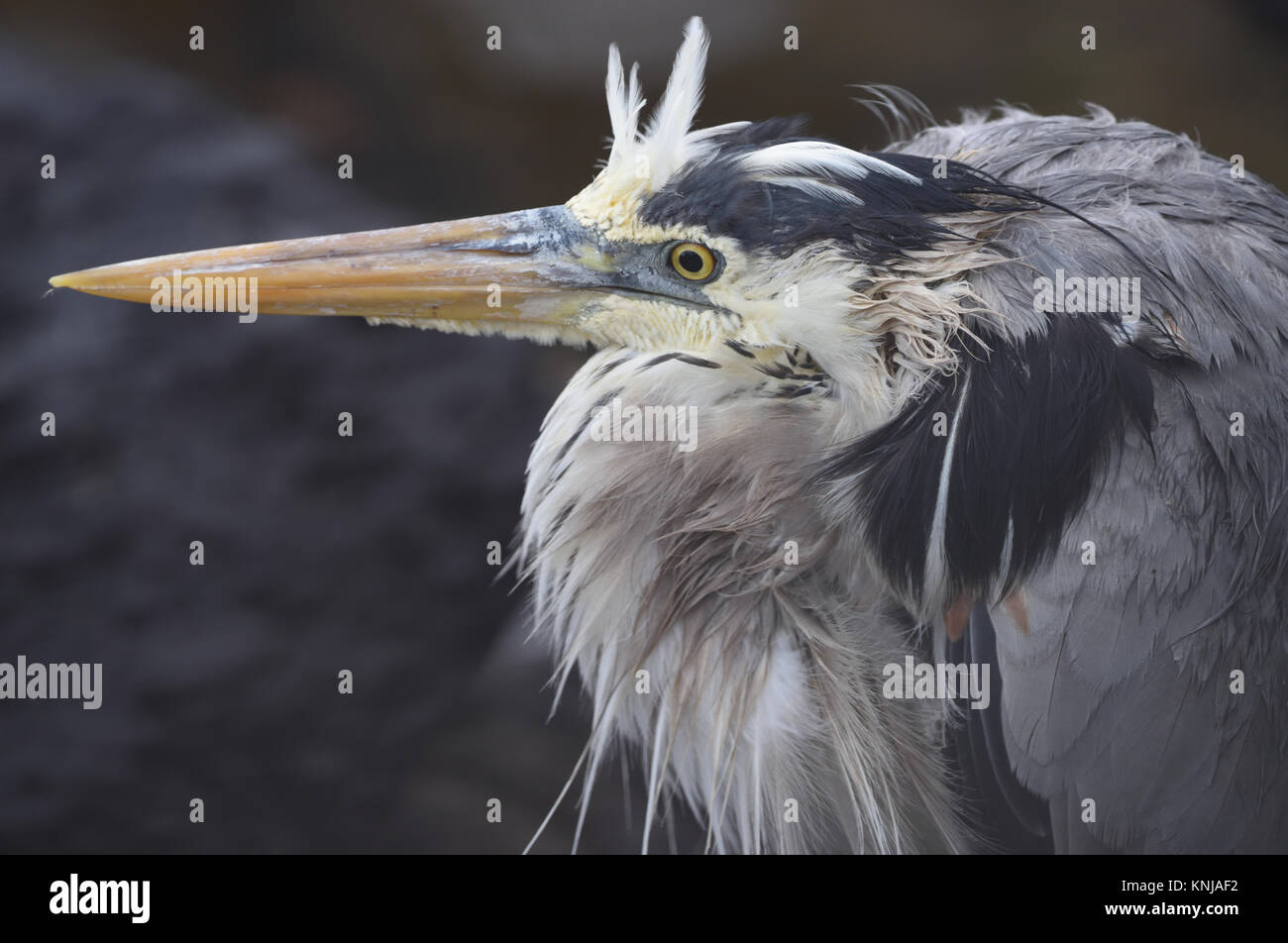 A dishevelled great blue heron (Ardea herodias) sits out a rain shower ...