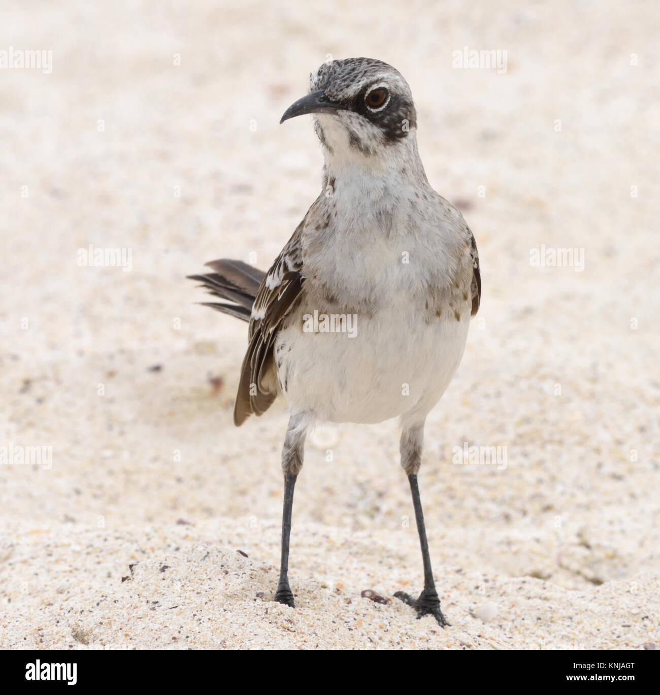 Mimus melanotis hi-res stock photography and images - Alamy