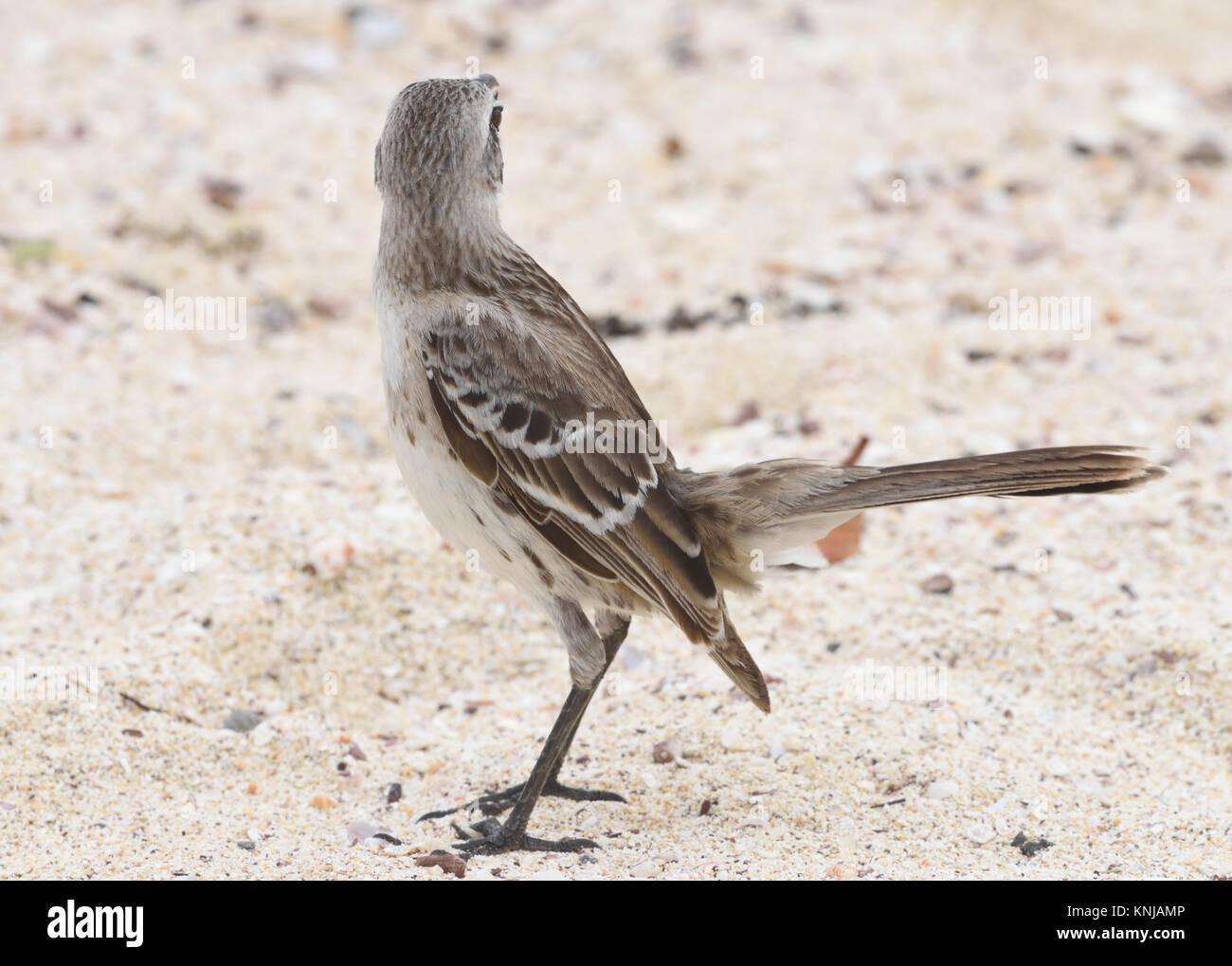 A San Cristóbal or Chatham mockingbird (Mimus melanotis) on the sandy ...
