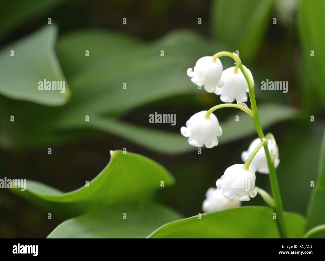 Delicate lily valley blooms hi-res stock photography and images - Alamy