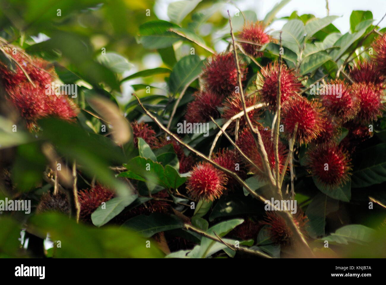 Indonesia. 11th Dec, 2017. Vendors selling rambutan in their fruit ...