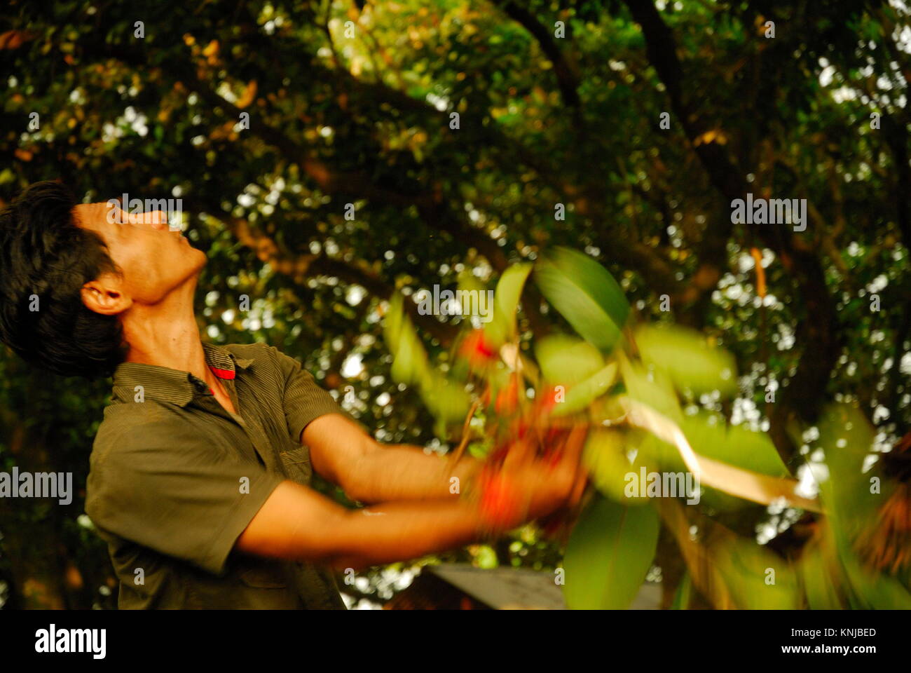Mamoncillo hi-res stock photography and images - Alamy