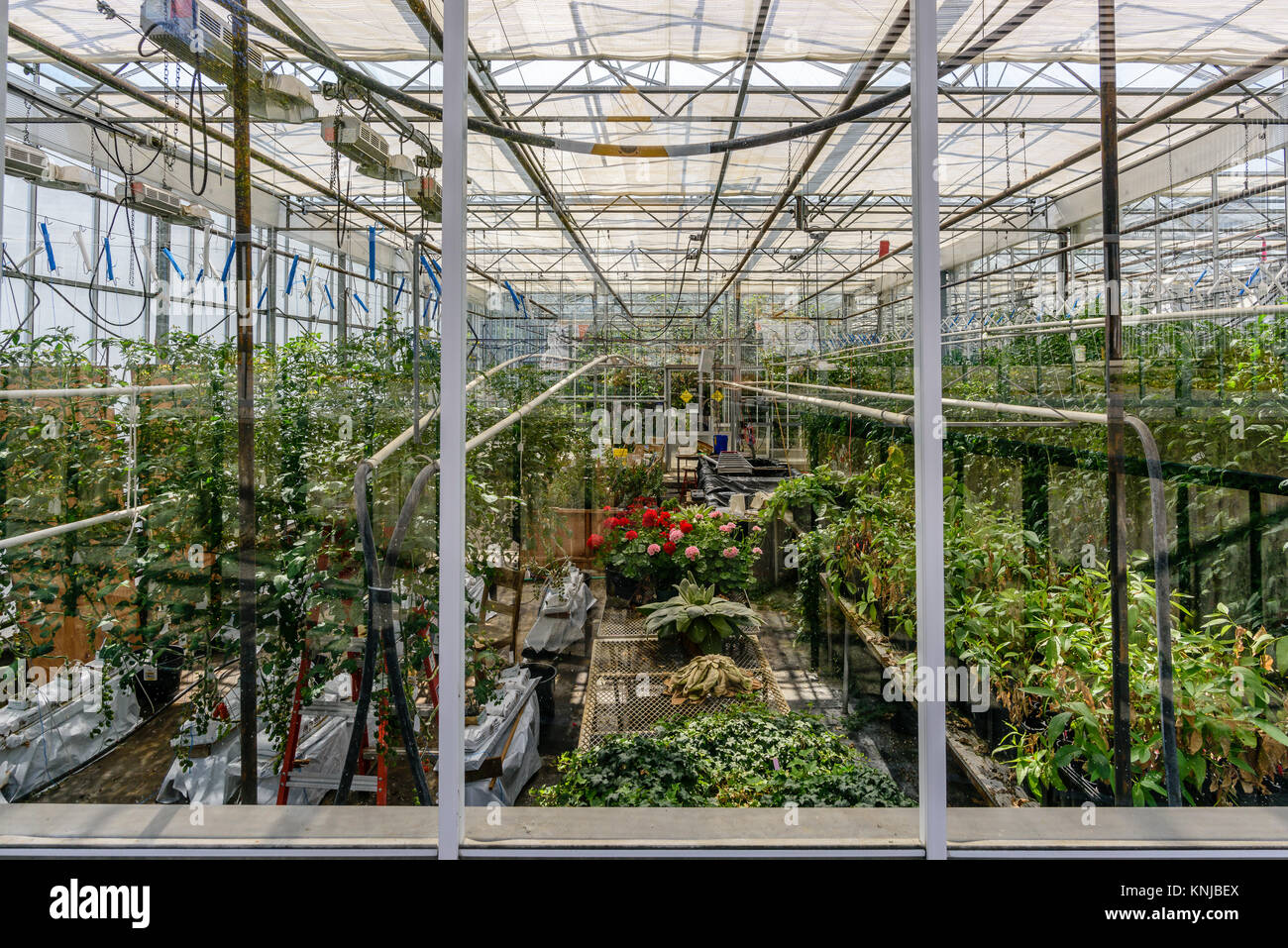 Experimental cultivation of green plants in modern greenhouses for ...