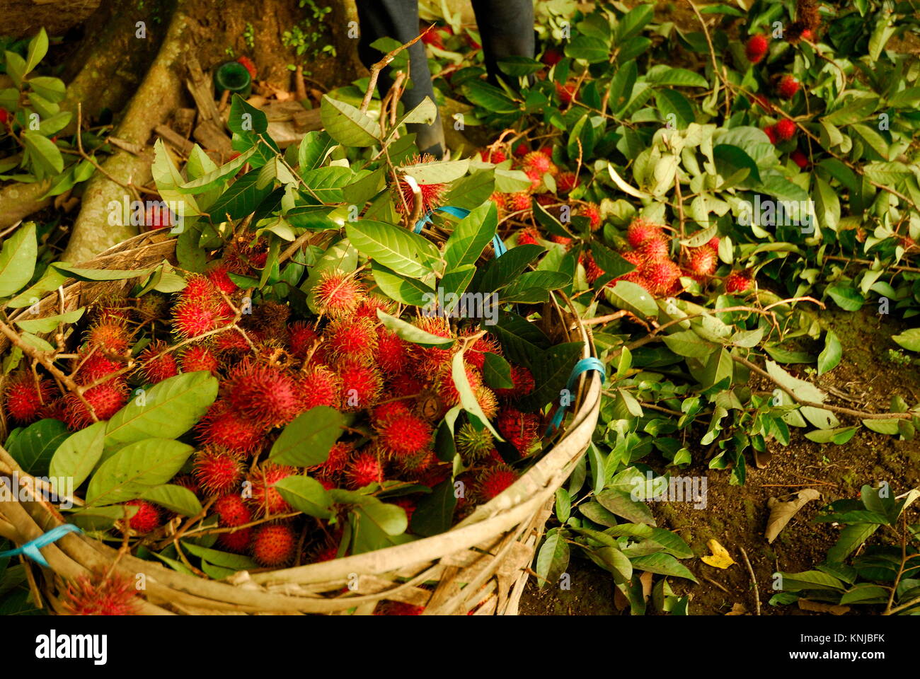 Indonesia. 11th Dec, 2017. Vendors selling rambutan in their fruit ...