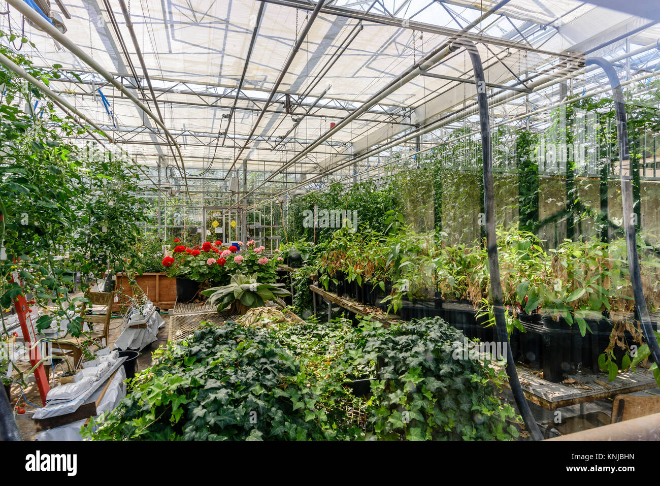 Experimental cultivation of green plants in modern greenhouses for ...